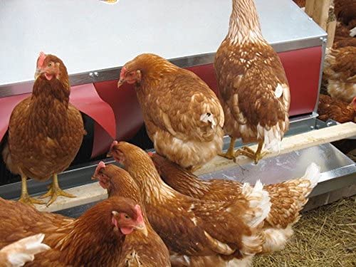 6 Best Chicken Nesting Boxes Reviewed (Jul. 2021)