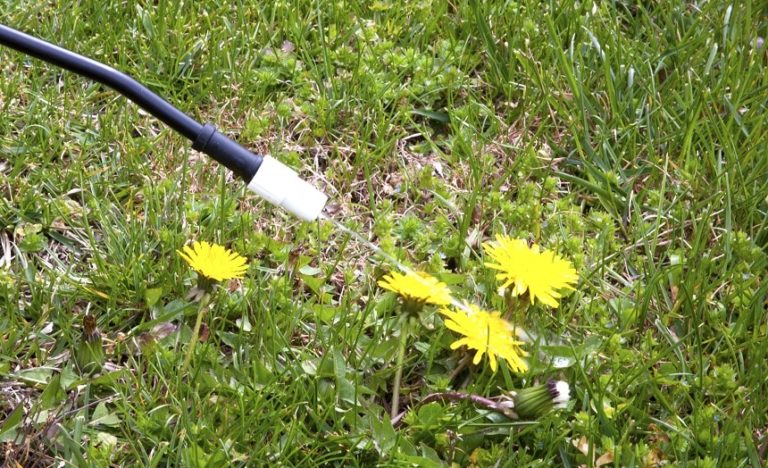 12 Best Weed Killers for Lawns Reviewed (Winter 2024)