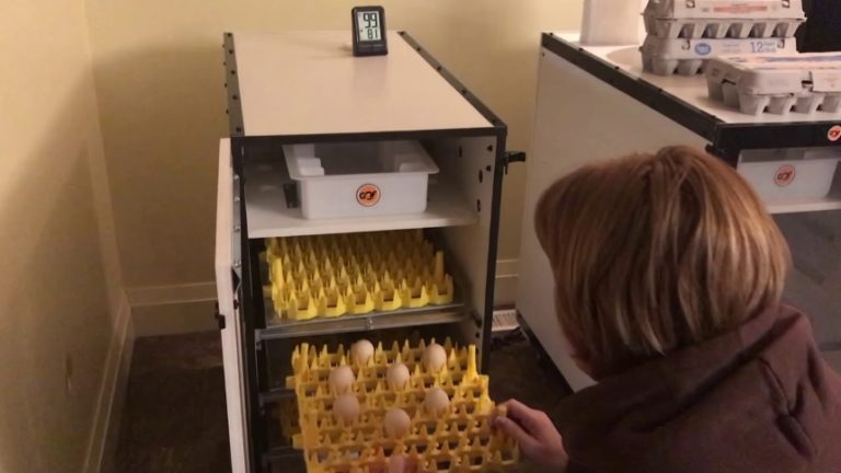 5 Best Cabinet Incubators Reviewed (Spring 2026)