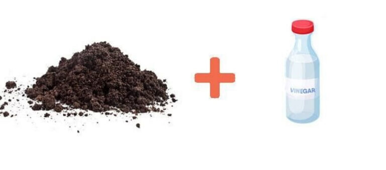 How to Lower pH in Soil with Vinegar: In-detail Guide